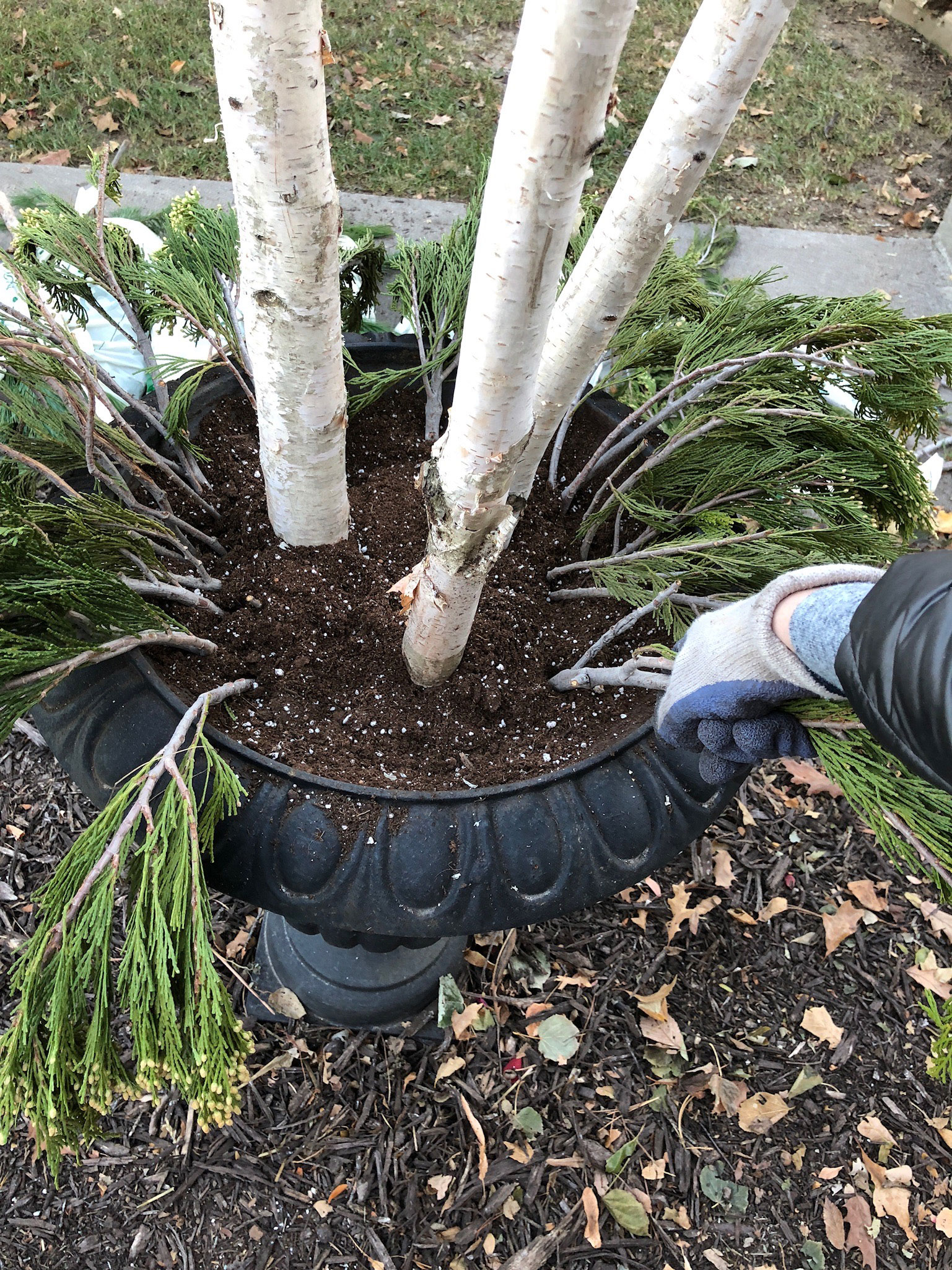 5 Steps to Create Easy Winter Planters - KATE KNOWLES HOME
